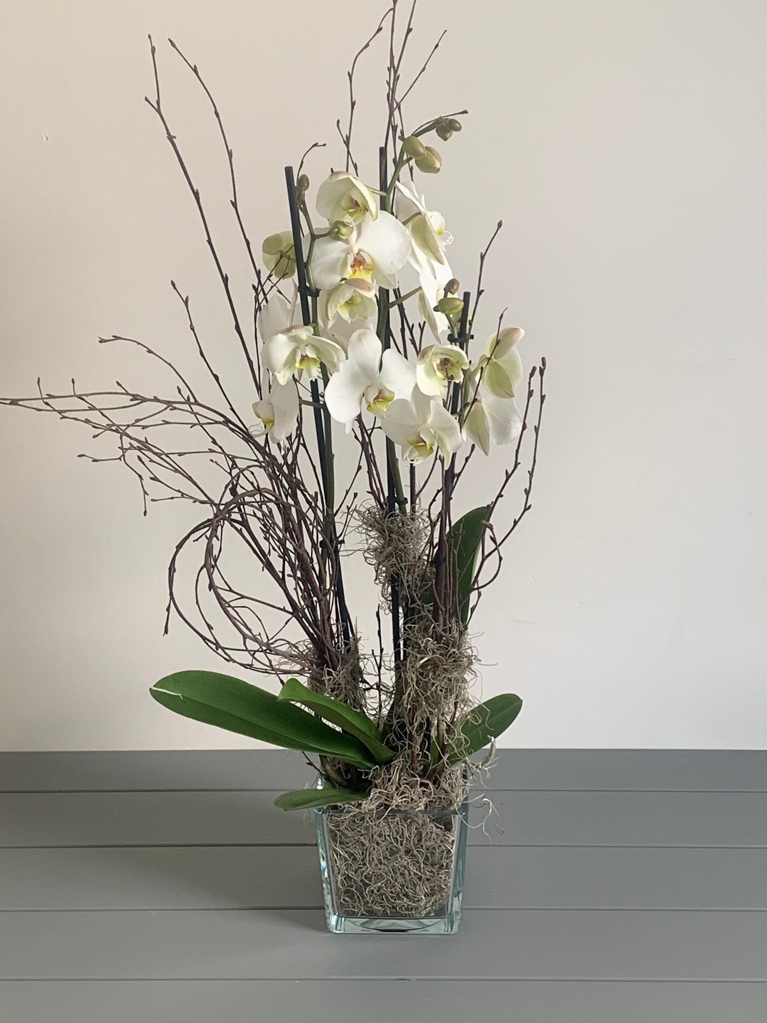 The Orchid Store – Orchids.ie